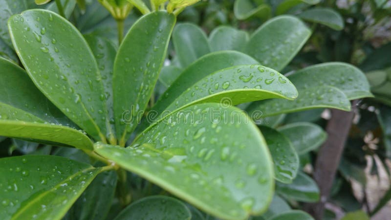 Side View Green Leaves Covered with Dewdrops Stock Photo - Image of ...