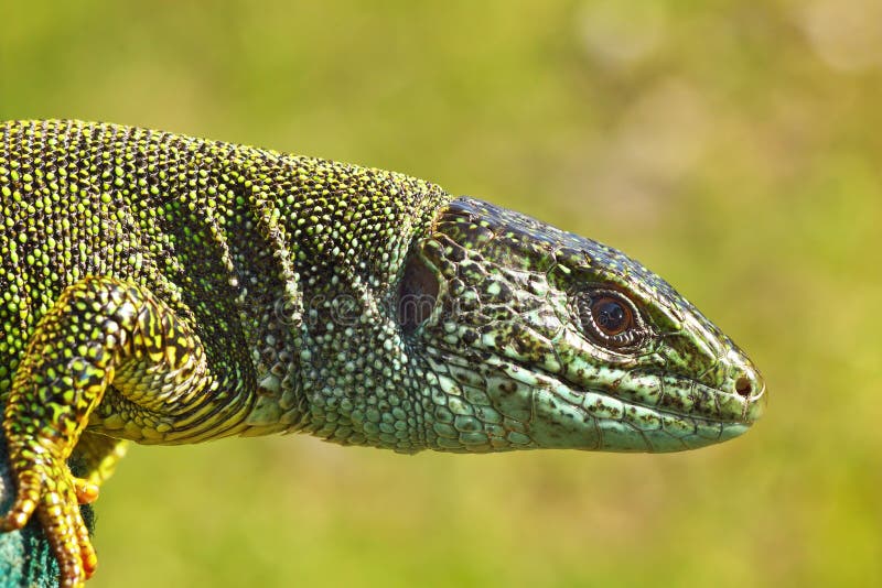 Side View of Green Lizard Head Stock Image - Image of fauna, head ...