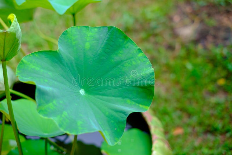 157 Side View White Lotus Flower Stock Photos - Free & Royalty-Free ...