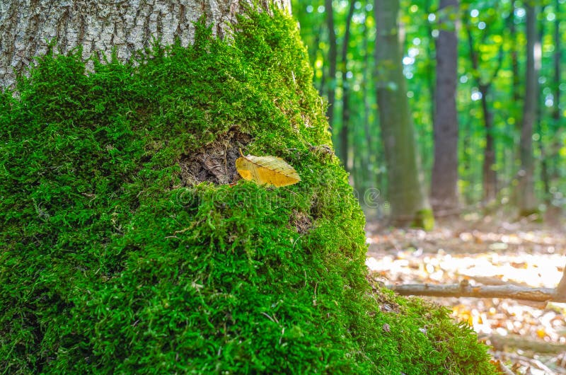 Side View of Green Moss Growing on Roots of Tree Trunk in the Forest ...