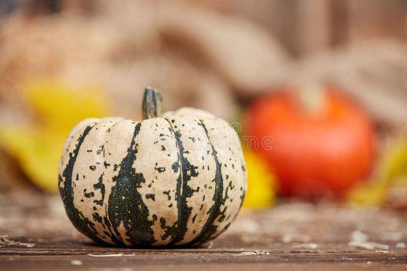 Side View of a Green Pumpkin on a Wooden Table Stock Photo - Image of ...