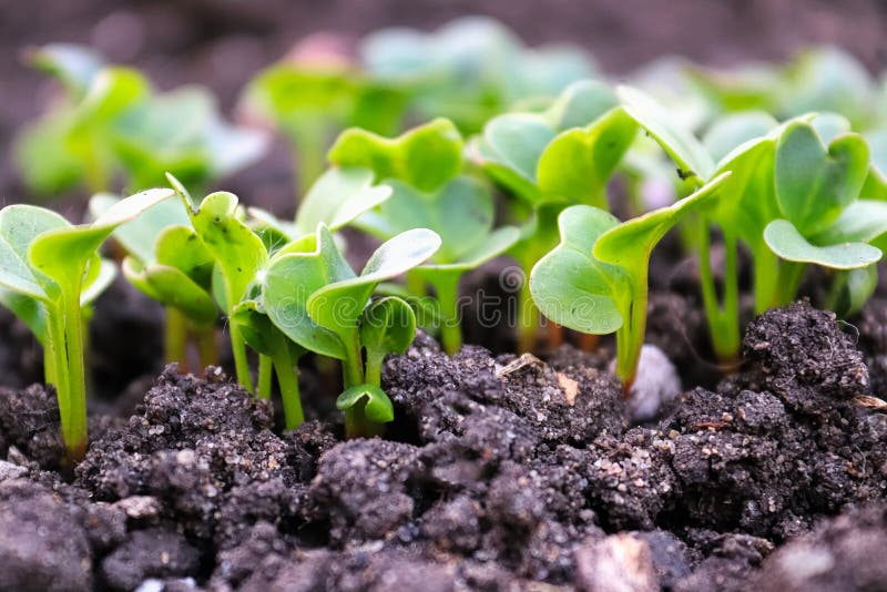 Seed Sprouting Side View Stock Photos - Free & Royalty-Free Stock ...