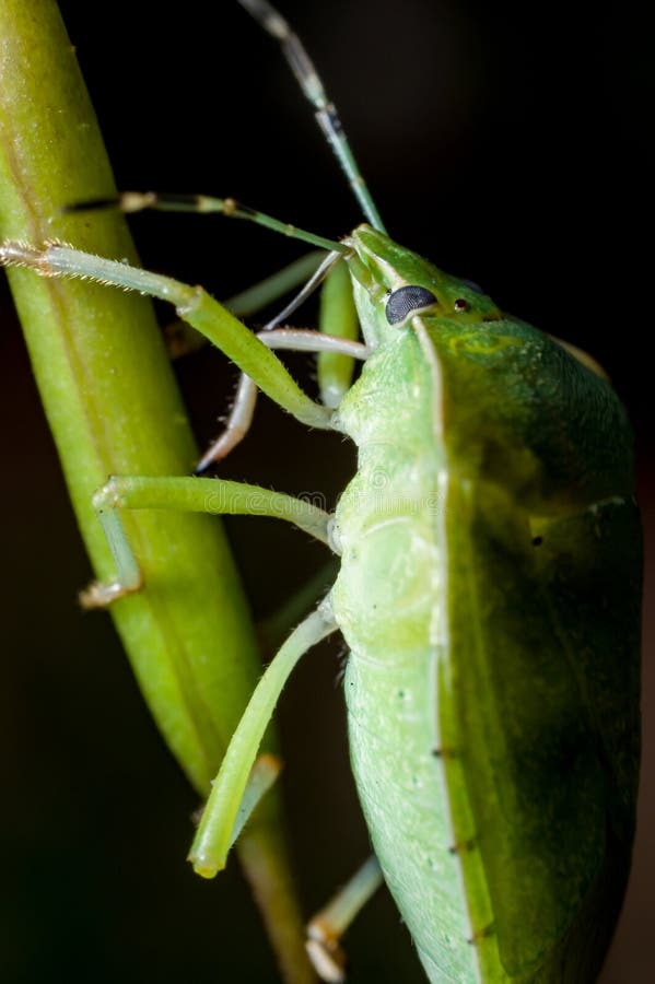 Side View of a Green Shield Bug Stock Image - Image of insect, side ...