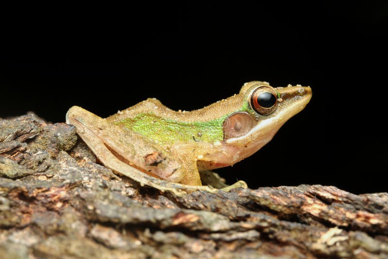 Side View a Green Tree Frog Over Black Background Stock Image - Image ...