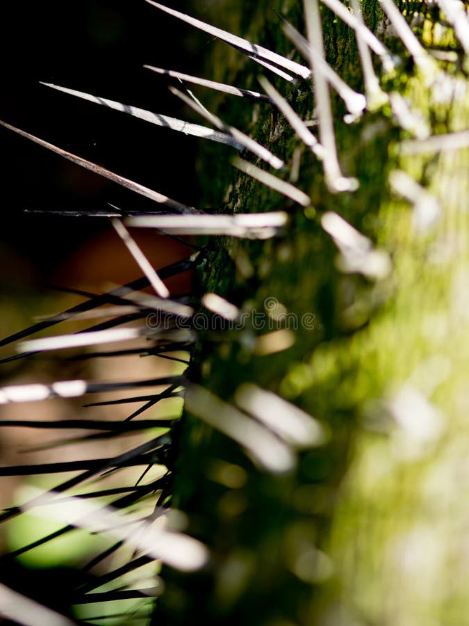 Side View of the Tree Trunk with Sharp Pointy Spike Stock Image - Image ...