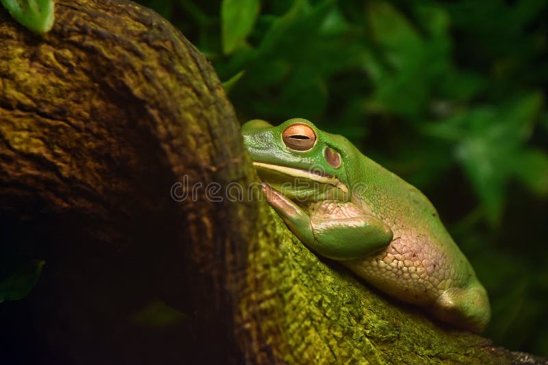 Side View of Green Tropical Frog on Tree Stock Photo - Image of ...