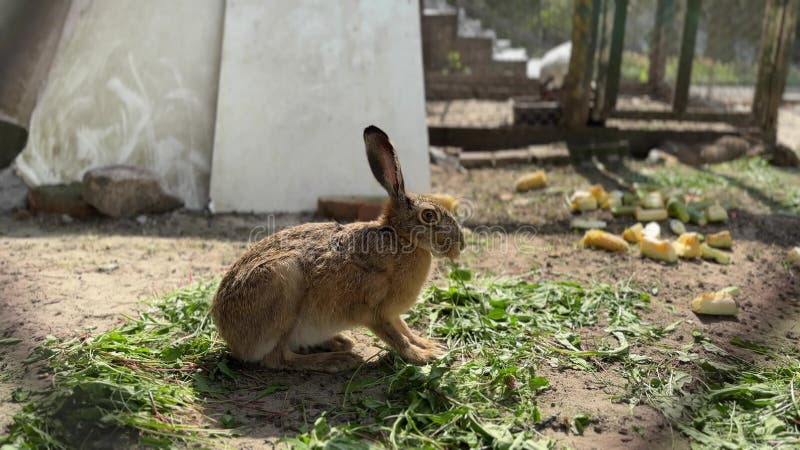 Side View of a Grey Hare Chewing Grass in the Backyard. Stock Footage ...