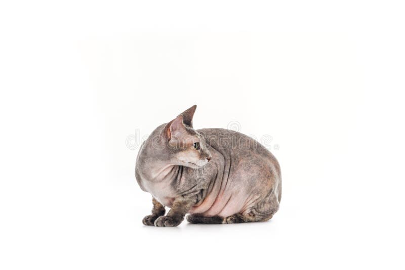 Side View of Grey Sphynx Cat Looking Away Stock Image - Image of breed ...