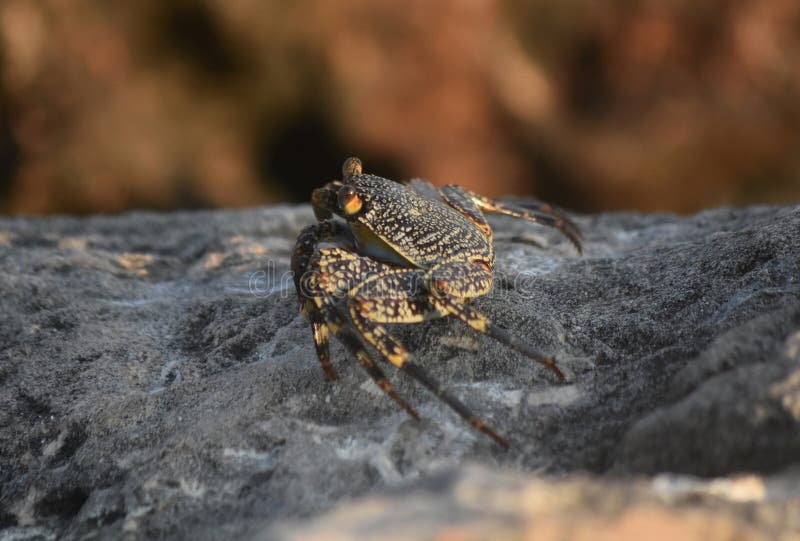Grey Swimming Crab on a Large Rock in Maine Stock Photo - Image of ...