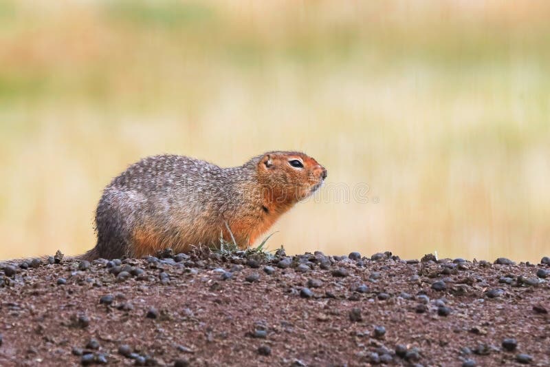 Side View of a Ground Squirrel Sitting on a Mound Stock Photo - Image ...