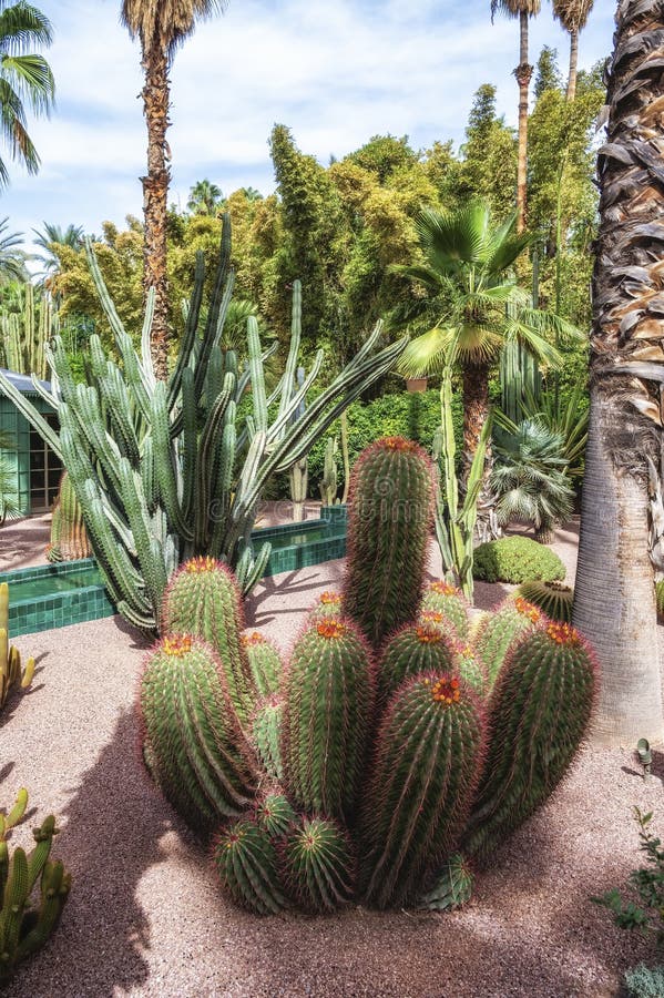 Side View on a Group of Cacti with Spikes and Flowers Stock Image ...