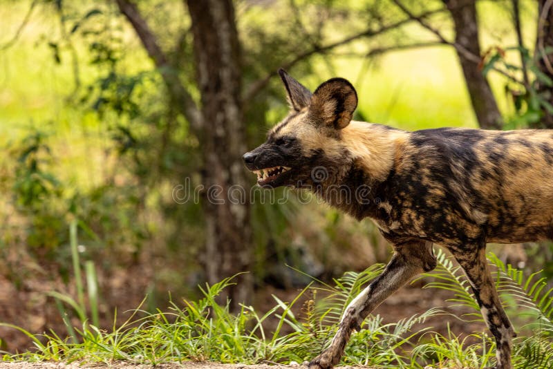 A Side View of a Growling African Wild Dog Stock Photo - Image of ...
