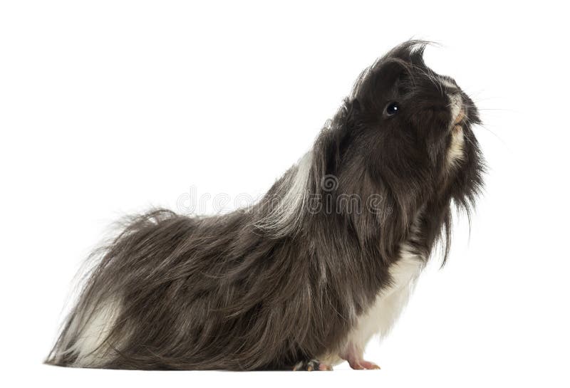 Side View of a Guinea Pig - Cavia Porcellus Stock Photo - Image of ...