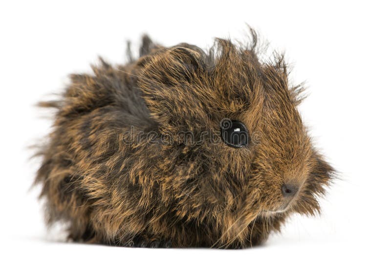 350 Side View Pet Guinea Pig Stock Photos - Free & Royalty-Free Stock ...
