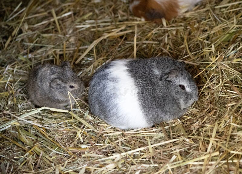 This is a Side View of a Guinea Pig and Pup Stock Photo - Image of ...