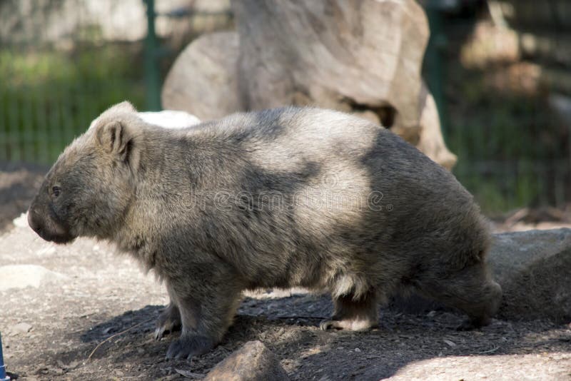 This is a Side View of a Hairy Nosed Wombat Stock Photo - Image of ...