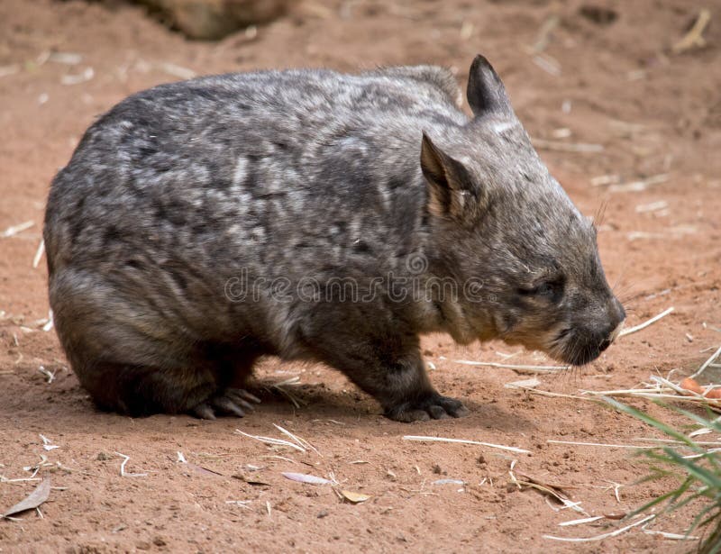 This is a Side View of a Hairy Nosed Wombat Stock Image - Image of ...