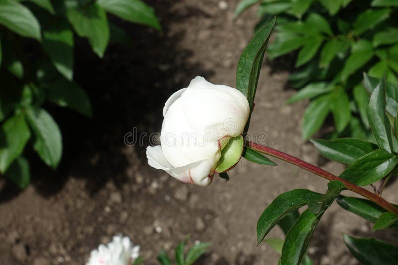 Side View of Half Open Bud of White Common Peony in May Stock Image ...
