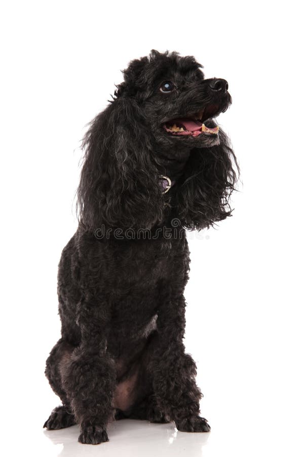 172 Poodle Side View White Background Photos - Free & Royalty-Free ...