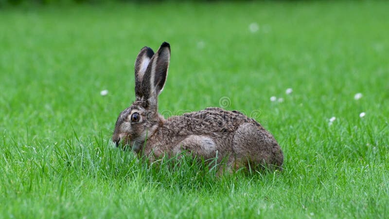 Side View of a Hare Eating Grass while Staring Stock Footage - Video of ...