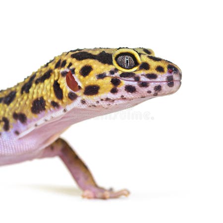 Side View Head Shot of a Leopard Gecko, Isolated Stock Image - Image of ...