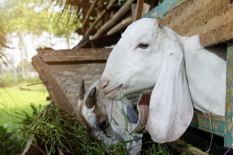 Side View of the Head of a White Male Goat in the Feed Trough of the ...