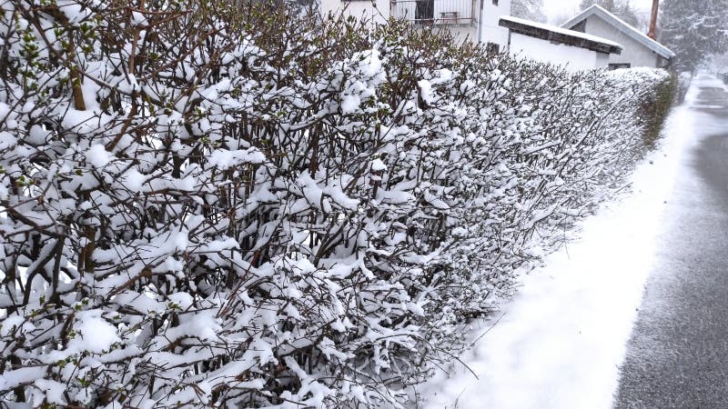 Side View of a Hedge Covered with Fresh Snow. Cold Winter Day. Stock ...
