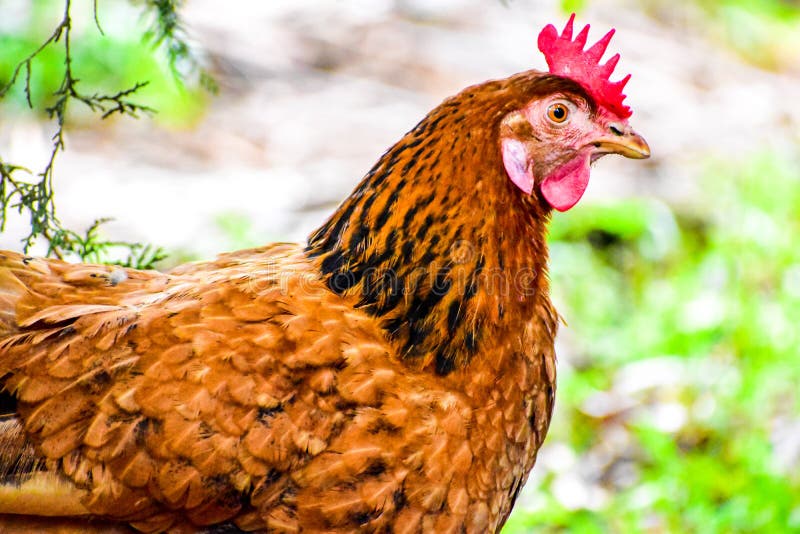 A Side View of a Hen with Sharp Eyes Open and Crown at the Top .a ...