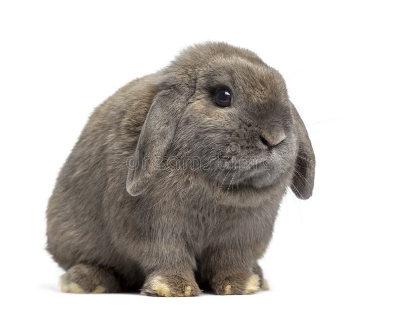 Holland Lop rabbit stock photo. Image of holland, cute - 47187818