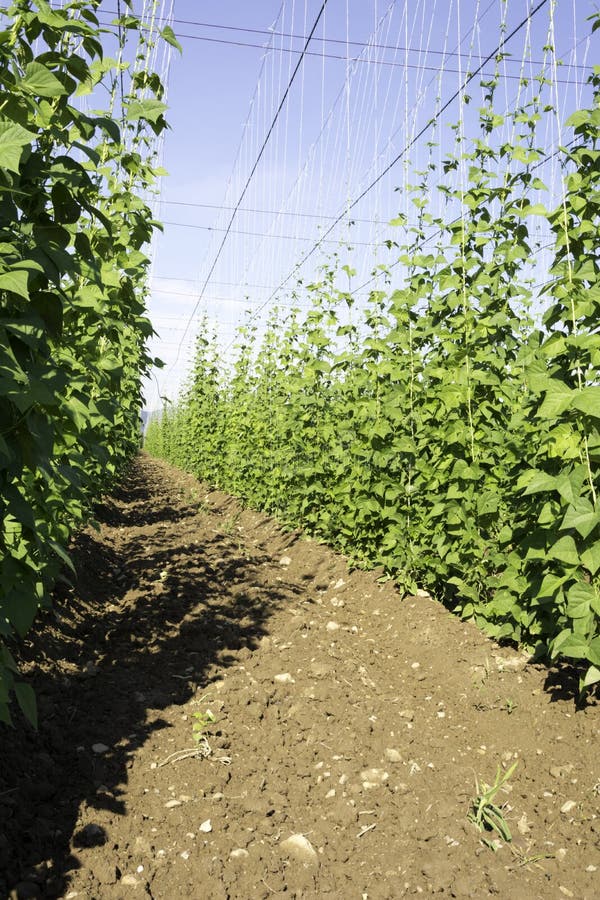 Side view of Hop crop stock photo. Image of grow, cultivation - 43045106
