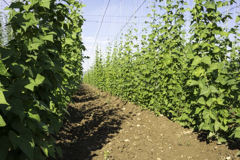 Side View of Hop Crop on a Sunny Morning Stock Image - Image of raising ...