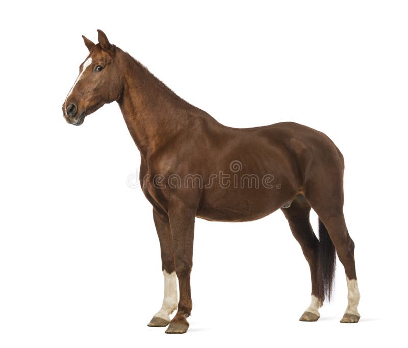9,597 Horse Side View Stock Photos - Free & Royalty-Free Stock Photos ...
