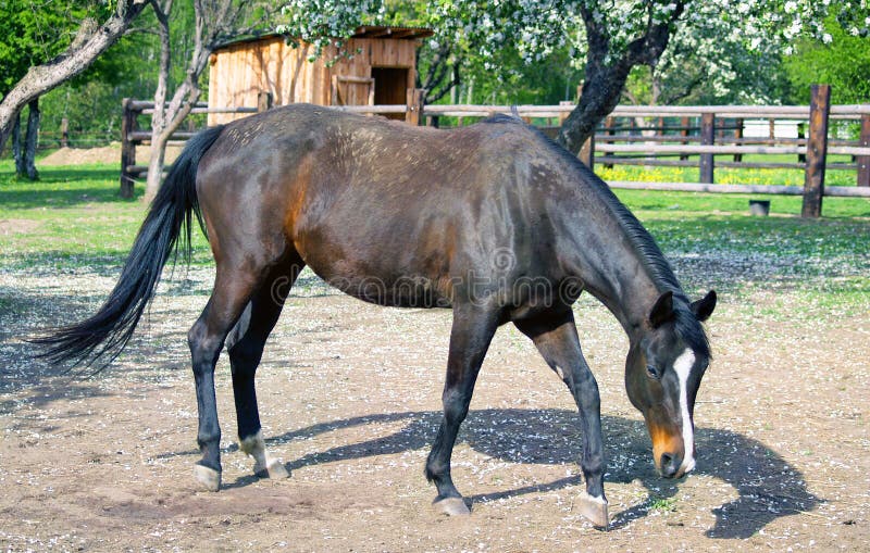 Horse in paddock stock photo. Image of dark, black, farm - 29829404