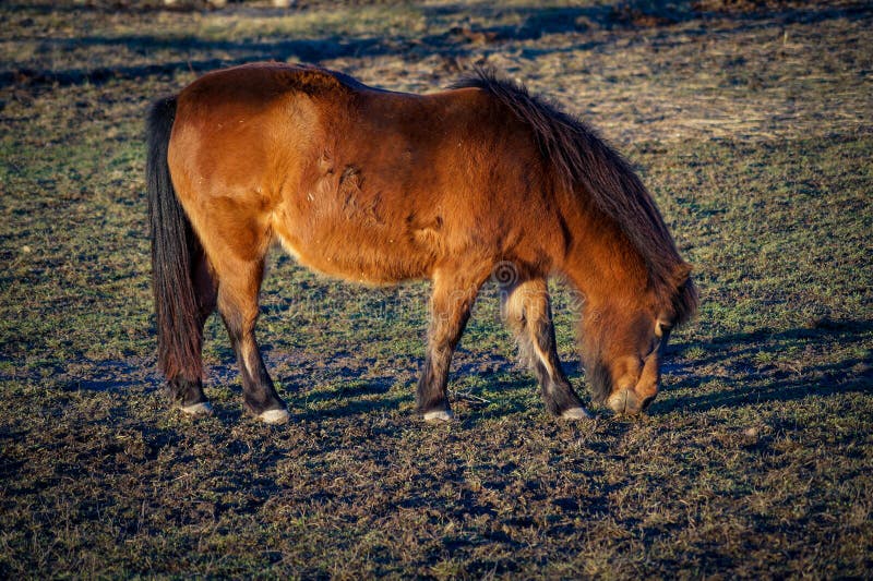 Side View of a Horse Grazing on Field Stock Image - Image of ...