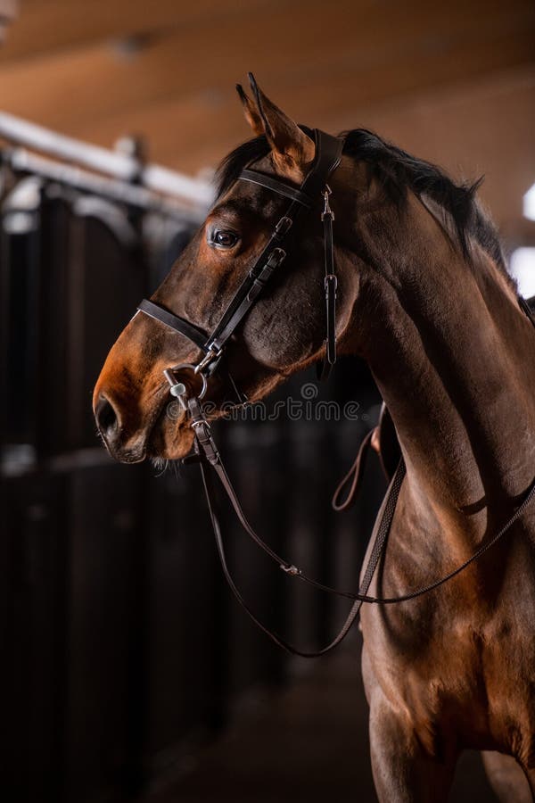 Side View of Horse Head. "D" Type Horse Bit Stock Image - Image of mare ...