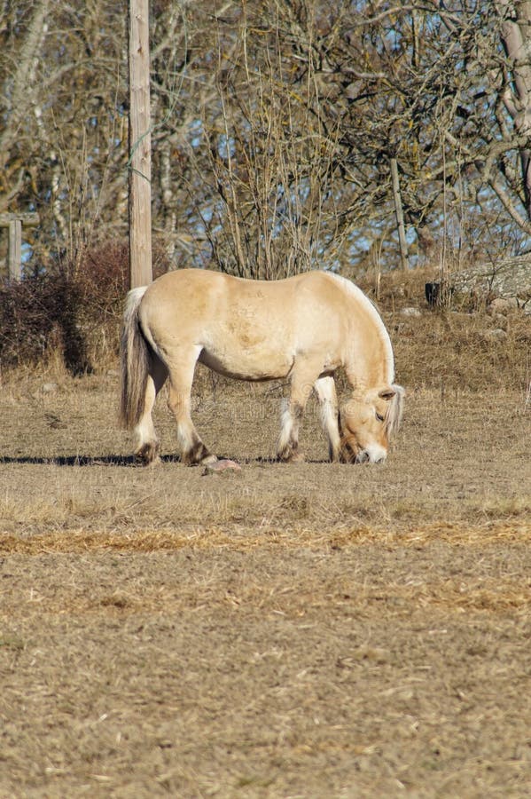 Side View of Horse Standing on Field Stock Photo - Image of grazing ...