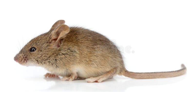 Side View Of House Mouse (Mus Musculus) Stock Image - Image of cautious ...