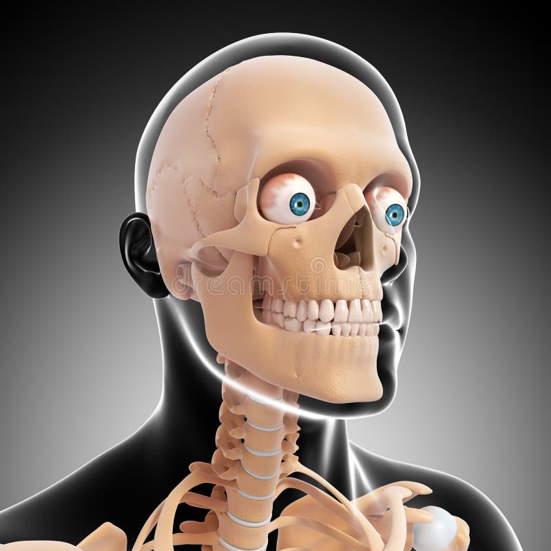 A human skull and eyes stock illustration. Illustration of artwork ...