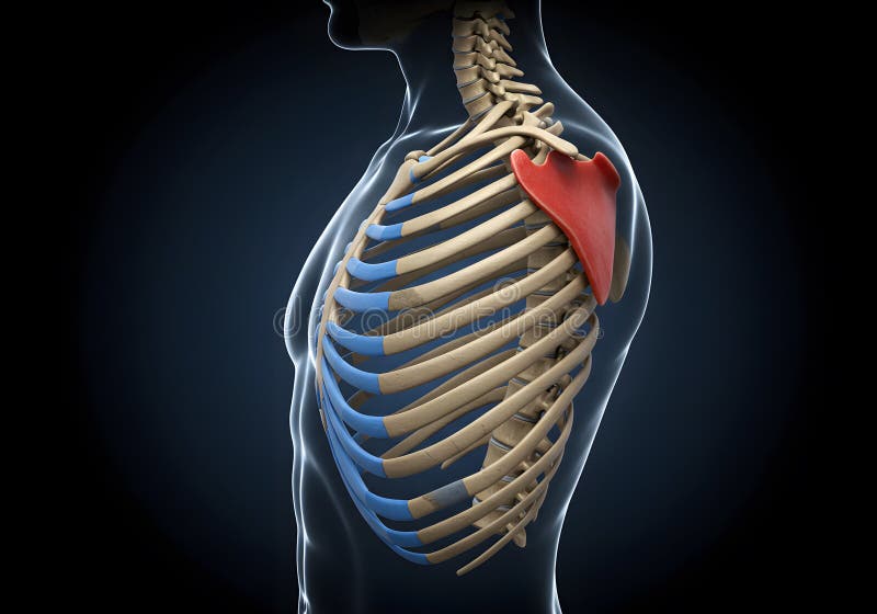 Human Skeleton Shoulder and Ribs Anatomy Illustration Stock ...