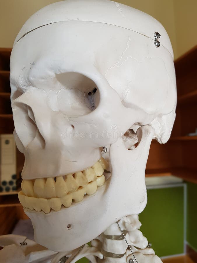 Side skull stock image. Image of view, model, skull - 112253355