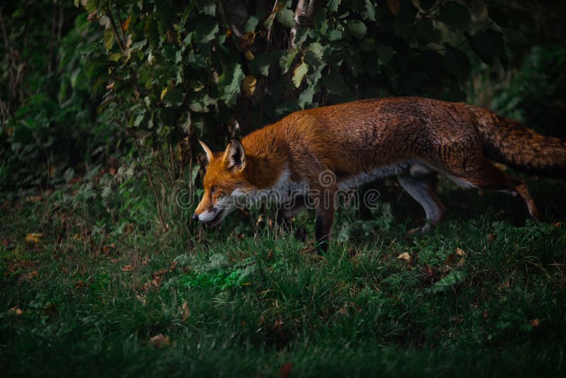 Side View of a Hungry Red Fox Looking for Prey in the Green Forest ...