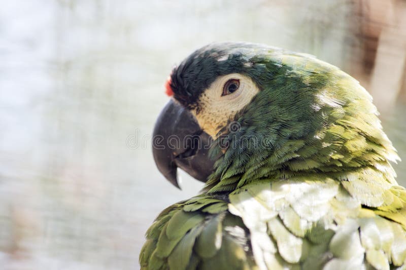 This is a Side View of an Illiger S Macaw Stock Image - Image of view ...