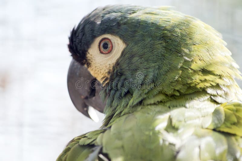 This is a Side View of an Illiger S Macaw Stock Photo - Image of close ...