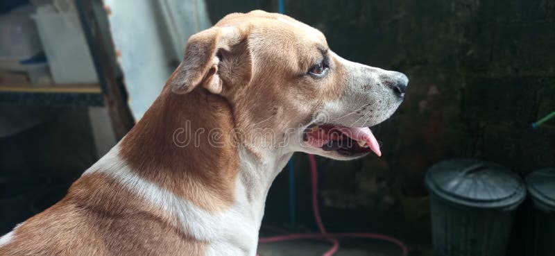 Puspin Stock Photos - Free & Royalty-Free Stock Photos from Dreamstime