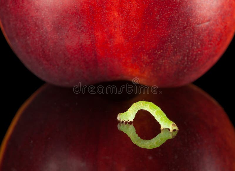 Side View of Inchworm Moving To Peach Stock Photo - Image of object ...