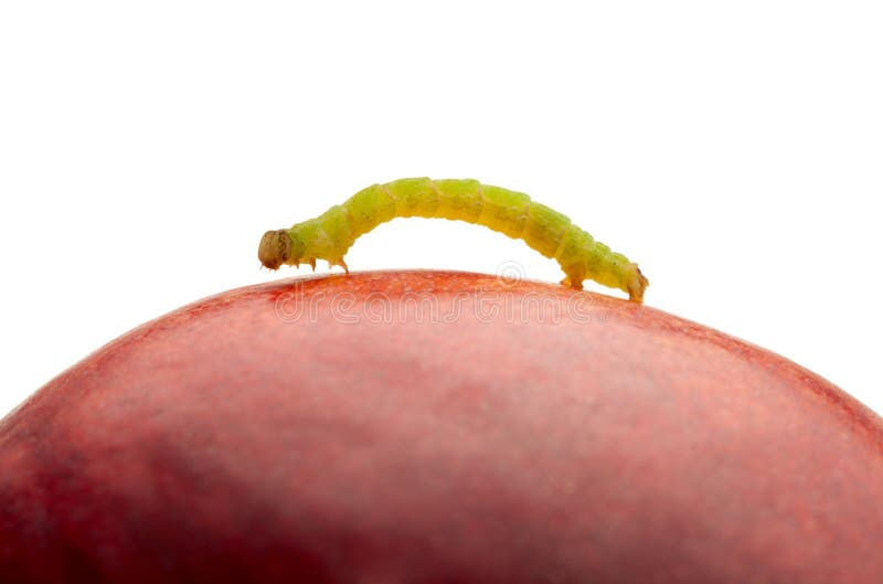 Side View of Inchworm on Peach Stock Photo - Image of looper, green ...