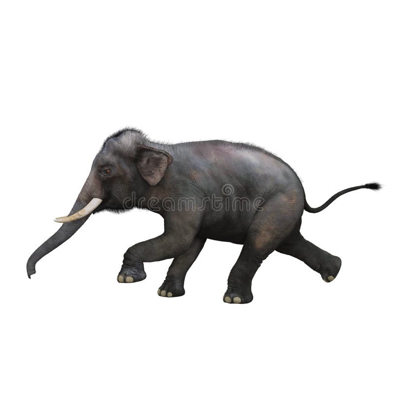 Side View of Indian Elephant Running. 3D Illustration Stock Photo ...
