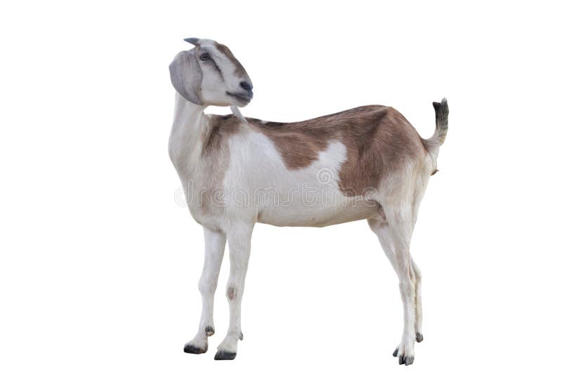 Side View of Isolated White Goat. White and Brown Striped Goat Stock ...