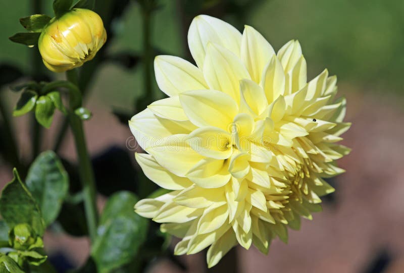 Side view of ivory dahlia stock photo. Image of beauty - 99789844