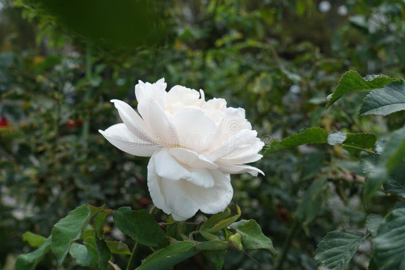 Side View of Ivory White Flower of Rose in October Stock Photo - Image ...